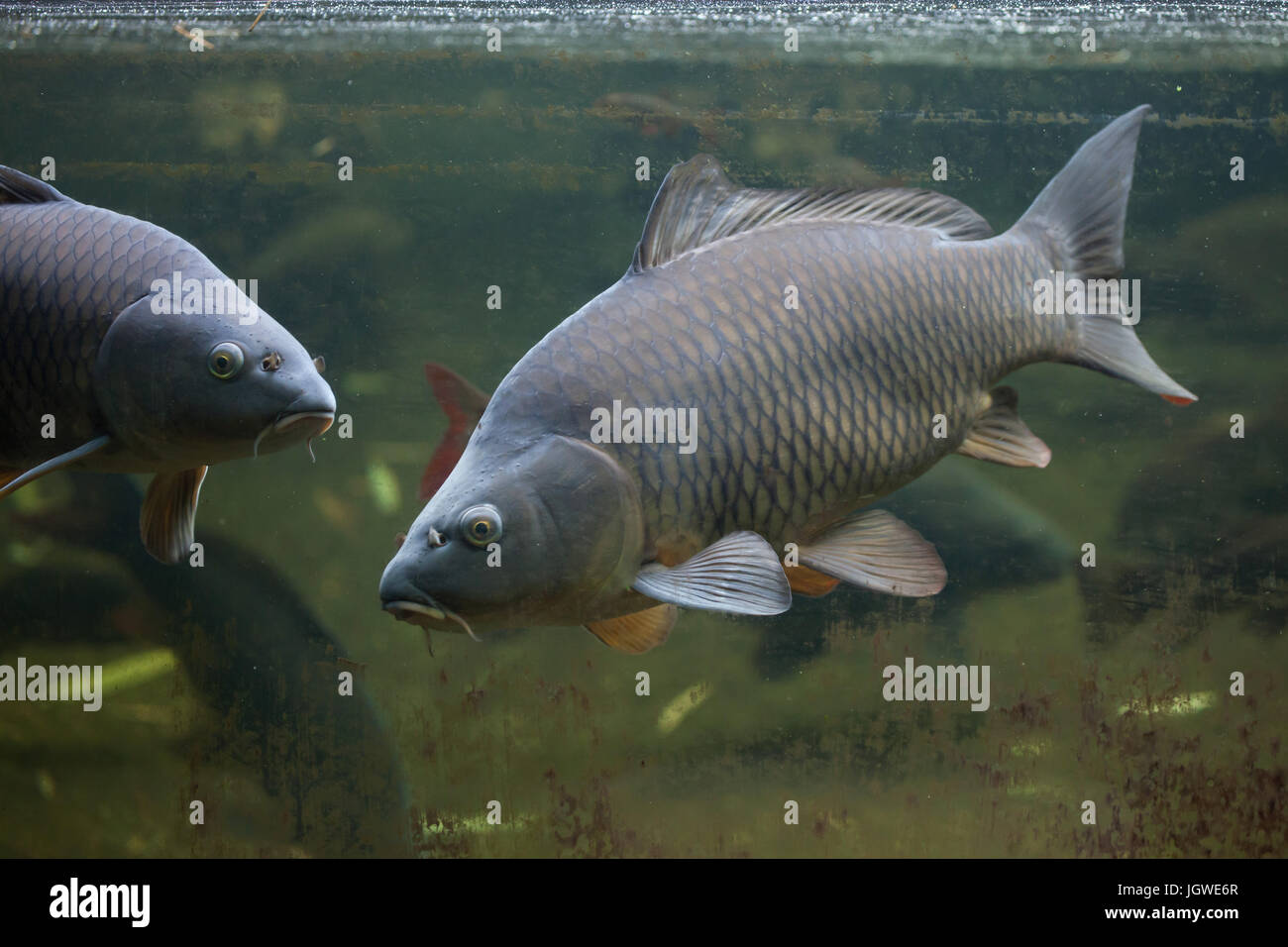 Wild common carp (Cyprinus carpio Stock Photo - Alamy