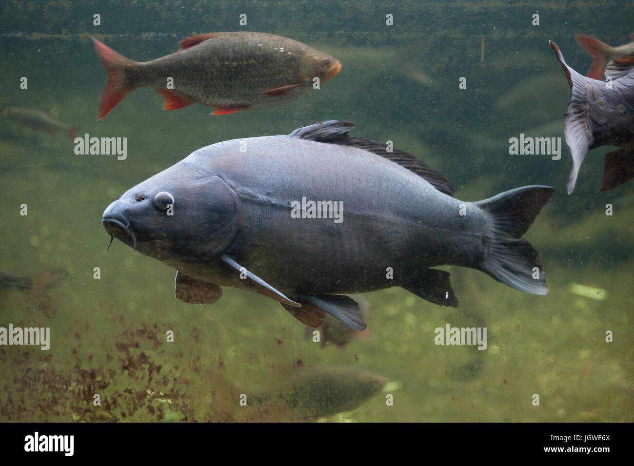 Mirror carp (Cyprinus carpio carpio Stock Photo - Alamy