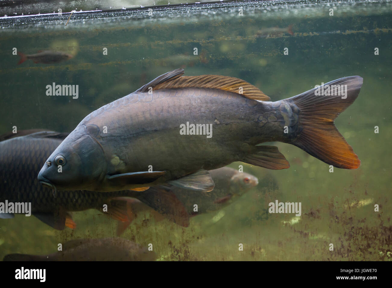 Mirror carp (Cyprinus carpio carpio Stock Photo - Alamy