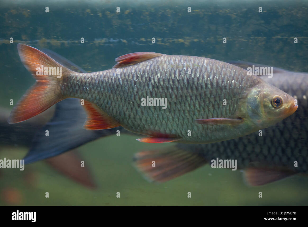 Common rudd (Scardinius erythropthalmus). Freshwater fish Stock Photo ...