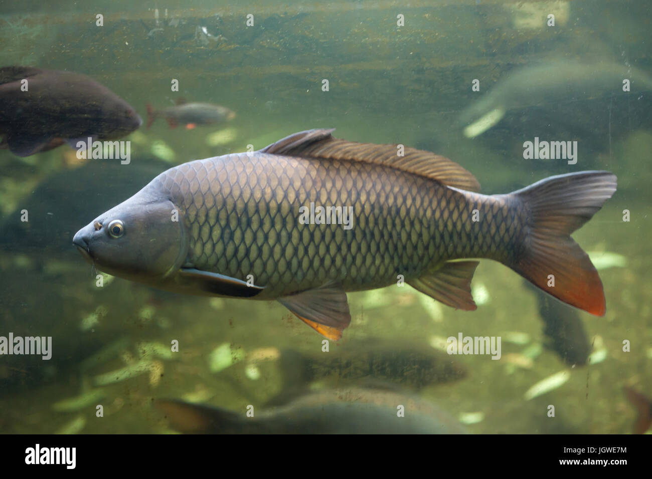 Wild common carp (Cyprinus carpio Stock Photo - Alamy