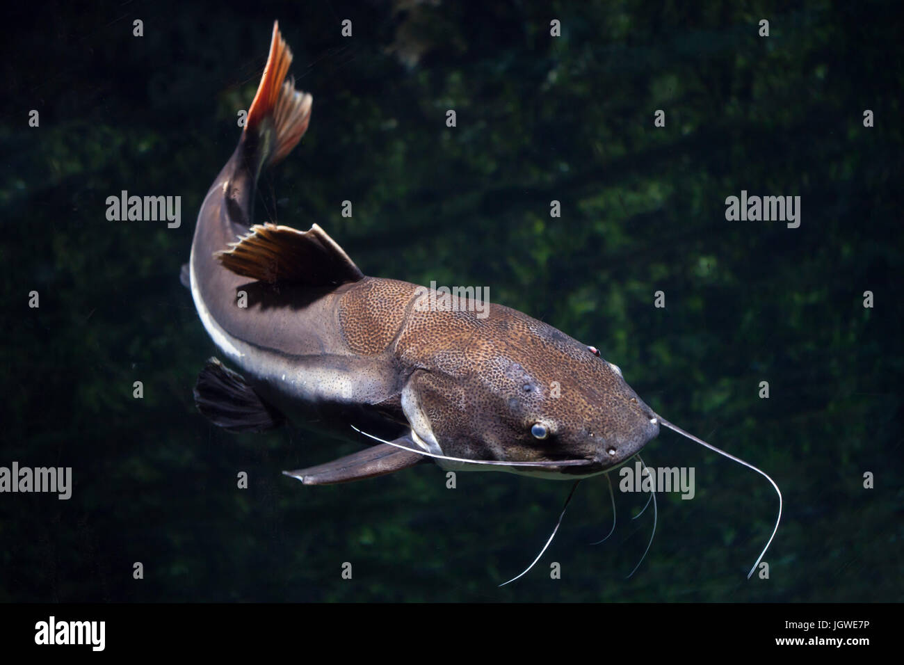 Redtail catfish (Phractocephalus hemioliopterus). Freshwater fish Stock ...