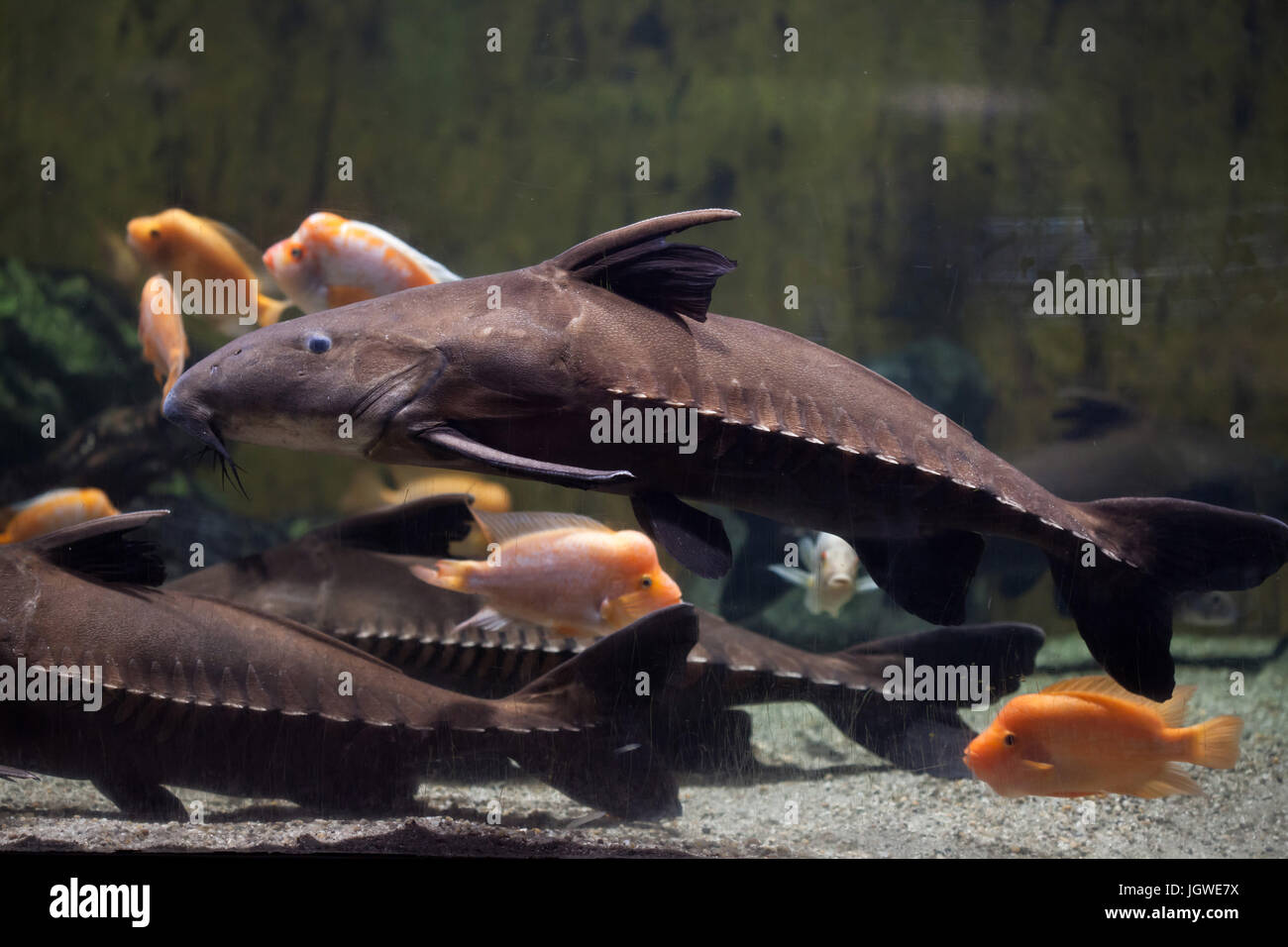 Cuiu cuiu fish hi-res stock photography and images - Alamy