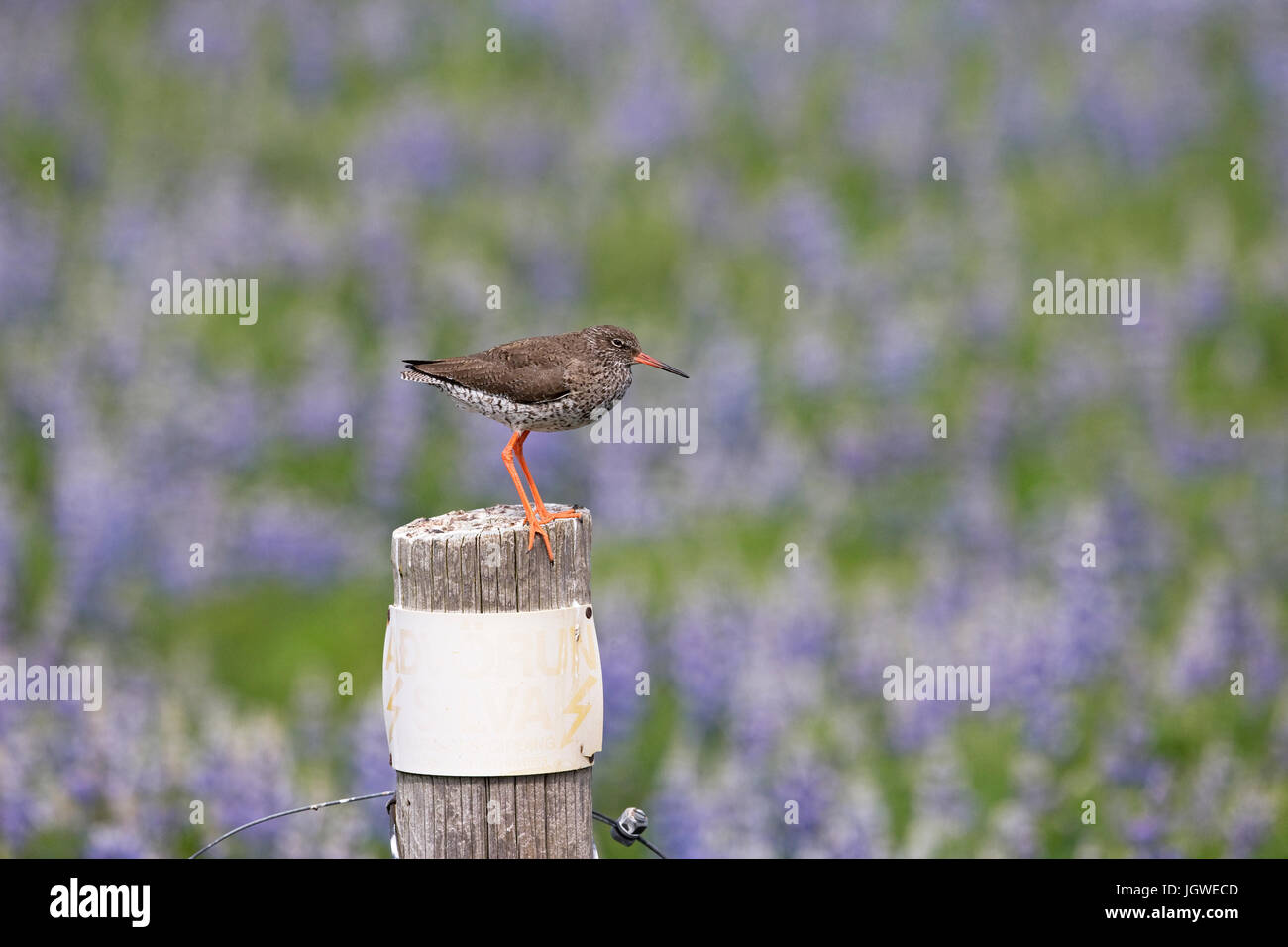 Icelandic redshanks hi-res stock photography and images - Alamy