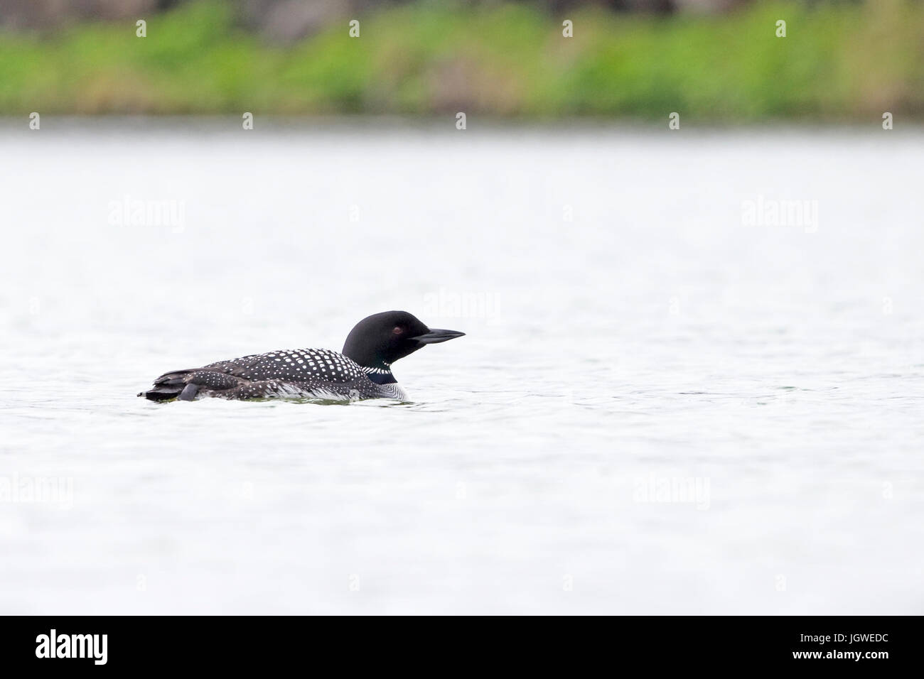 Great Northern Diver (Gavia imme Stock Photo - Alamy