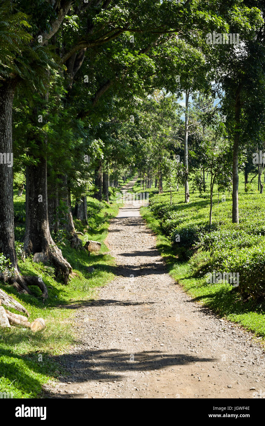 Big tea tree hi-res stock photography and images - Alamy