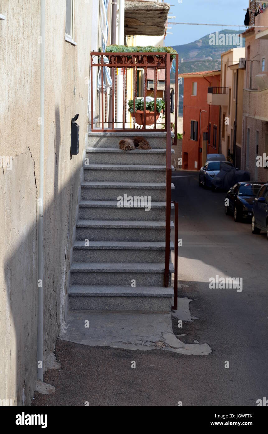 Stray Dog And Italy Stock Photos & Stray Dog And Italy Stock Images - Alamy