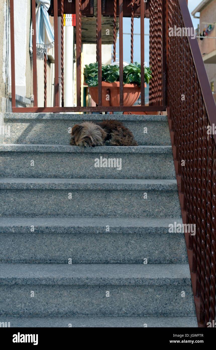 Stray Dog And Italy High Resolution Stock Photography and Images - Alamy