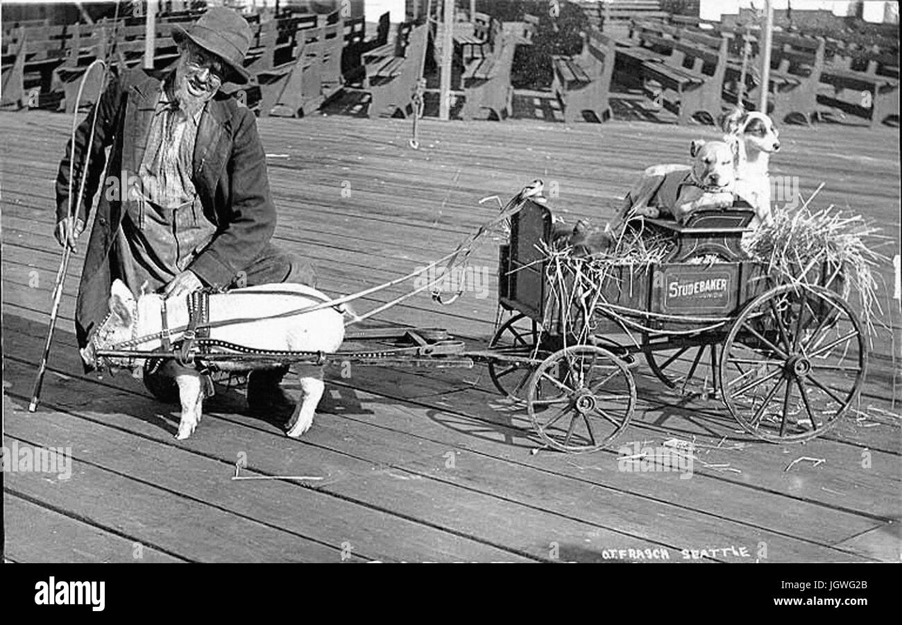 Pig in harness pulling wagon hi-res stock photography and images - Alamy