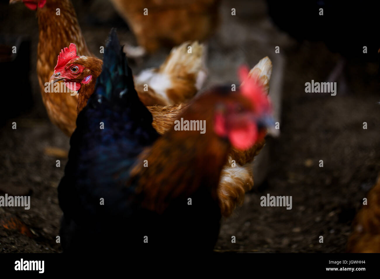 Portrait of Formidable brightly colored Hen. Free Range domestic bird ...