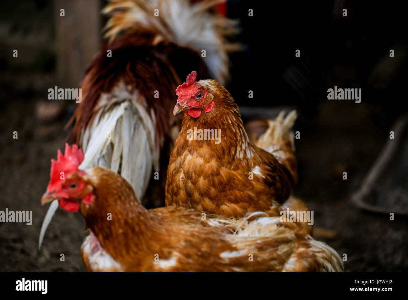 Portrait of Formidable brightly colored Hen. Free Range domestic bird ...