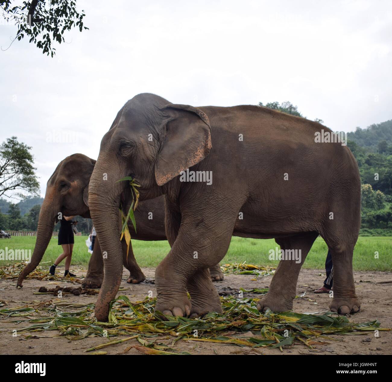 Asian elephant eating rescue hi-res stock photography and images - Alamy