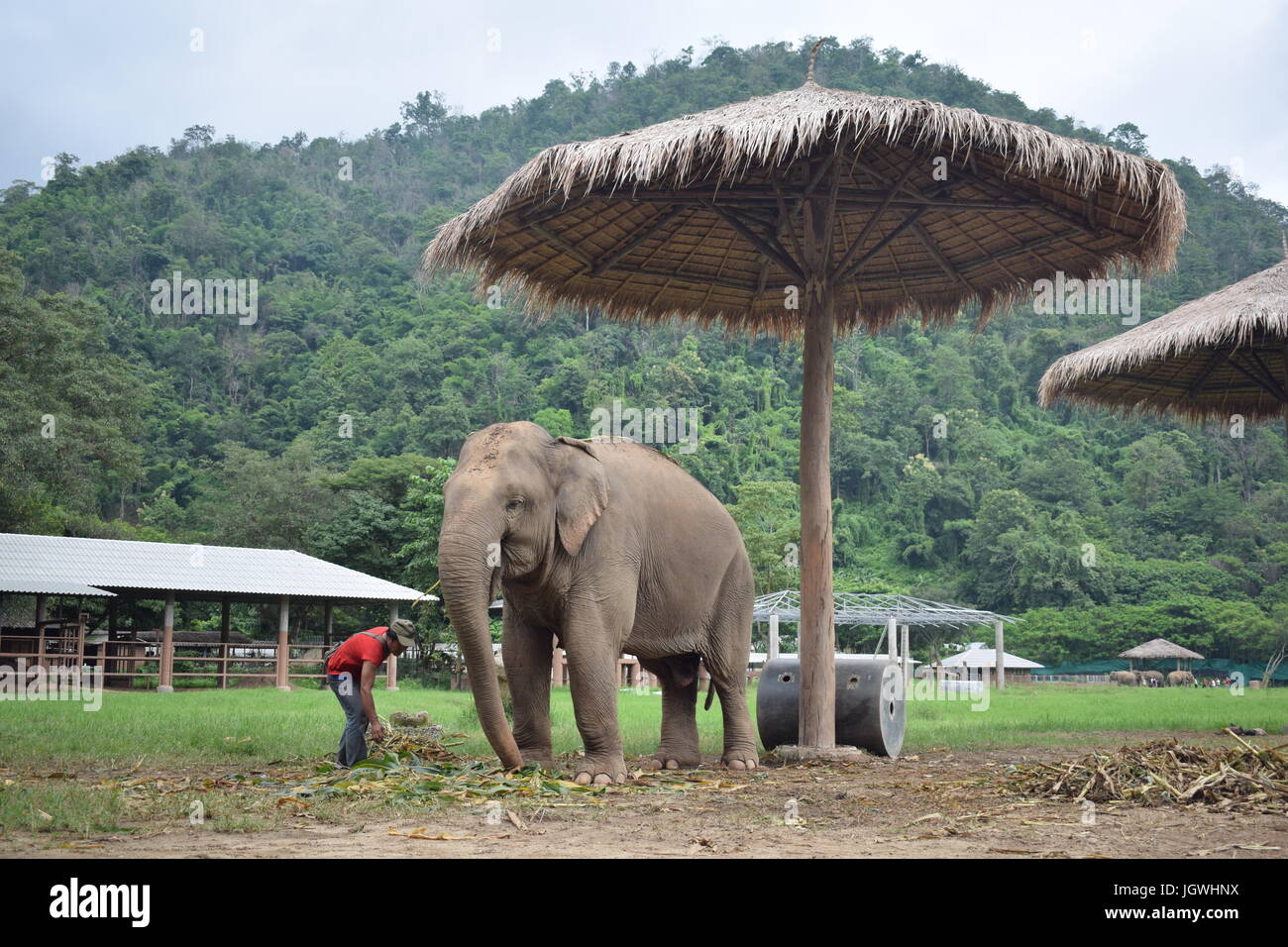 Asian elephant eating rescue hi-res stock photography and images - Alamy
