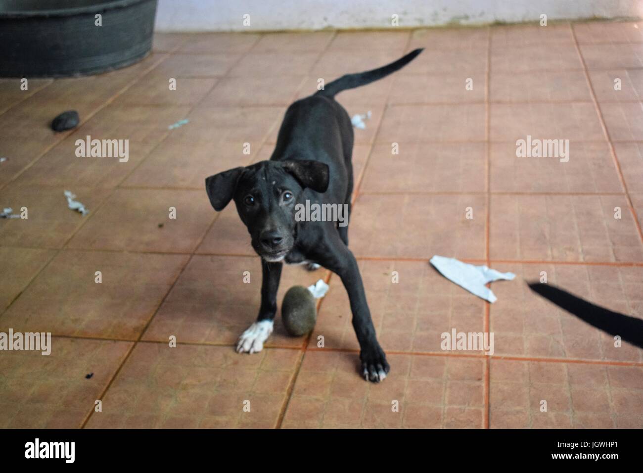 Hesitant shelter puppy Stock Photo - Alamy