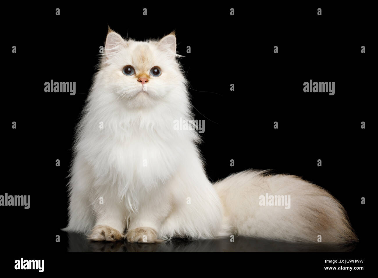 British shorthair cat cream white hi-res stock photography and images ...