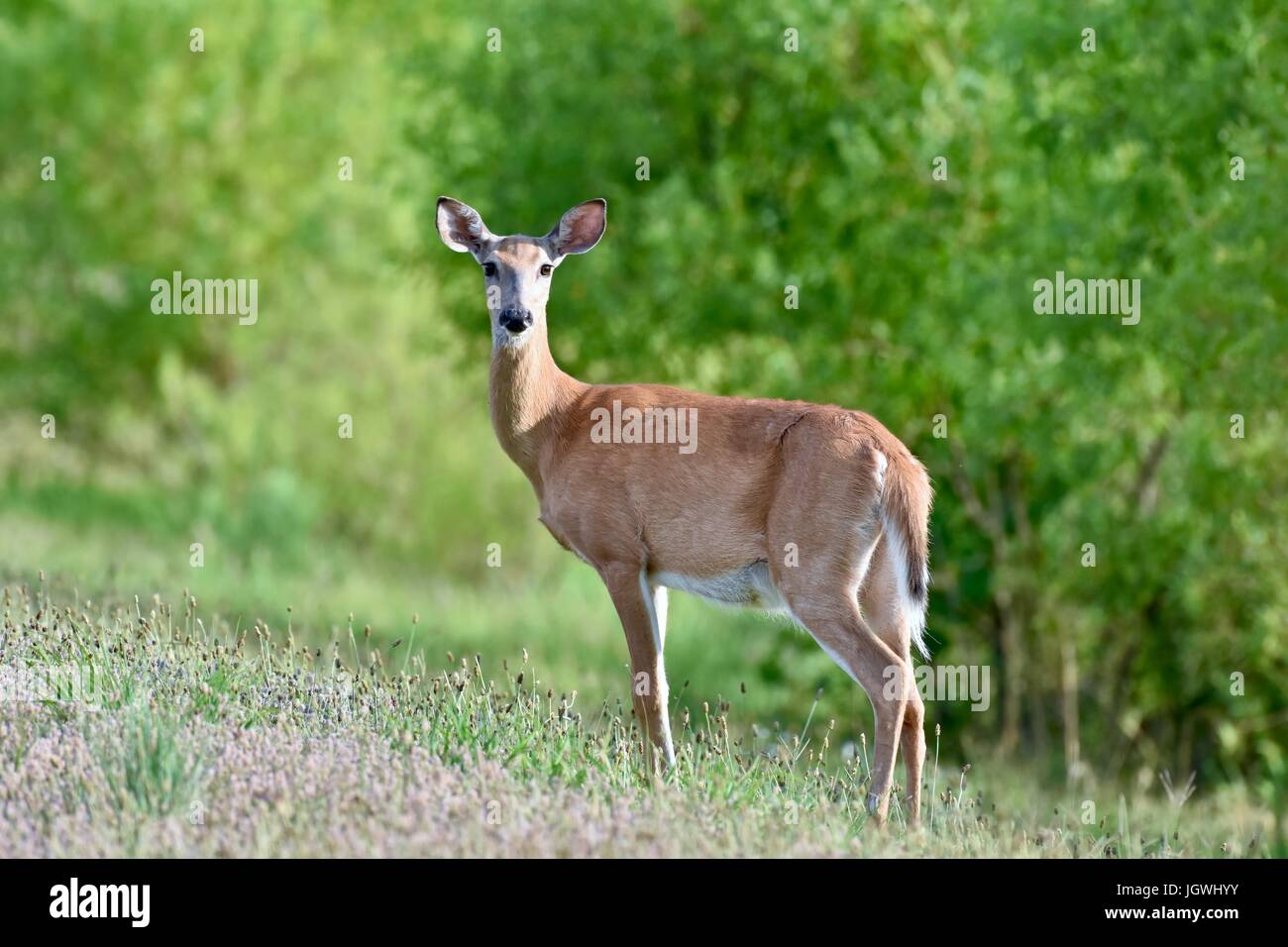 White-tailed deer doe (Odocoileus virginianus Stock Photo - Alamy