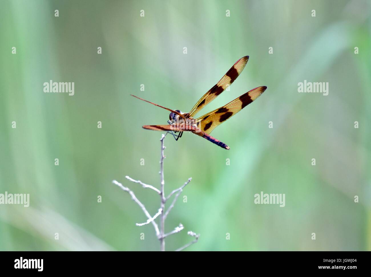 Painted skimmer dragonfly (Libellula semifasciata Stock Photo - Alamy