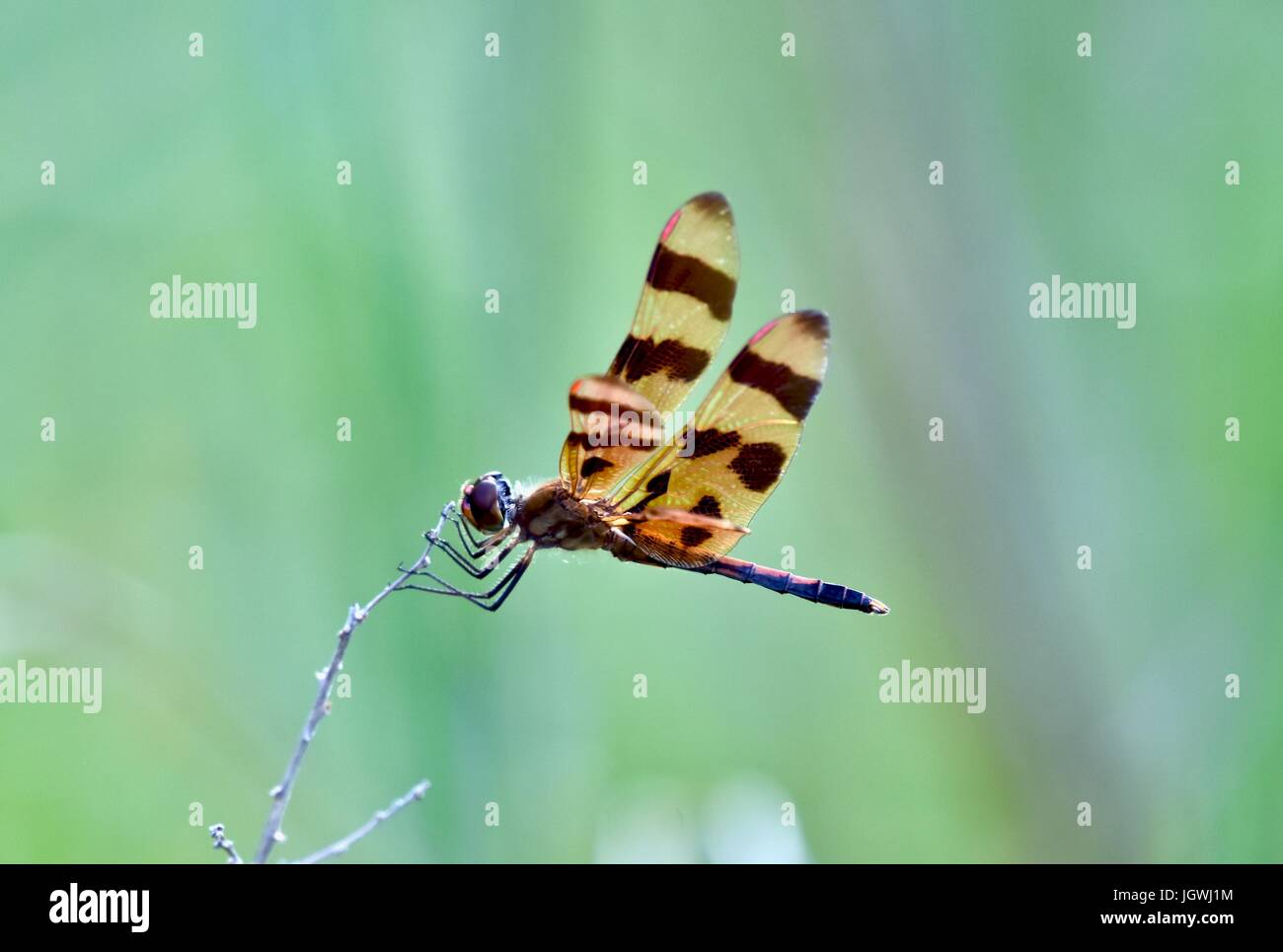 Painted skimmer dragonfly (Libellula semifasciata Stock Photo - Alamy