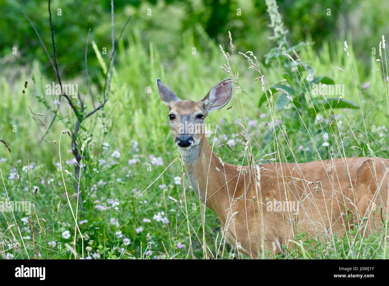 White-tailed deer doe (Odocoileus virginianus Stock Photo - Alamy