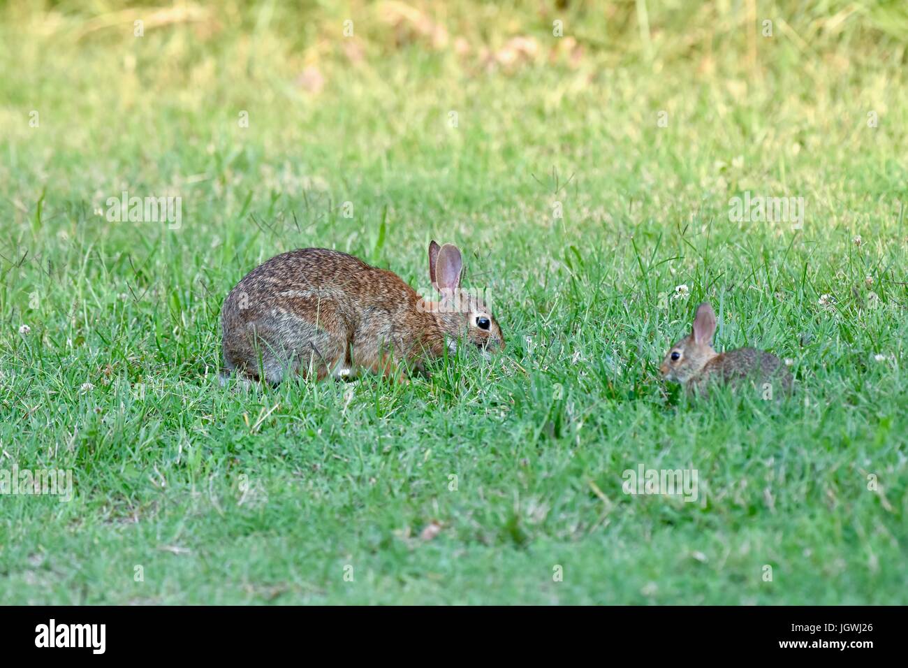 Baby bunny eastern cottontail hi-res stock photography and images - Alamy