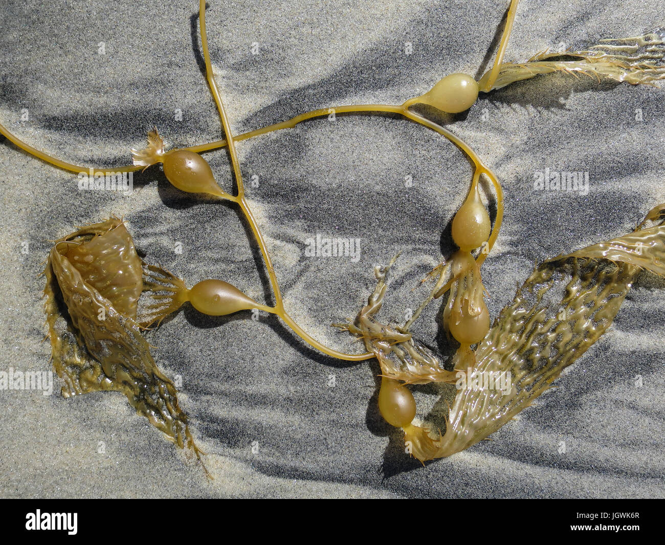 Bladders hi-res stock photography and images - Alamy