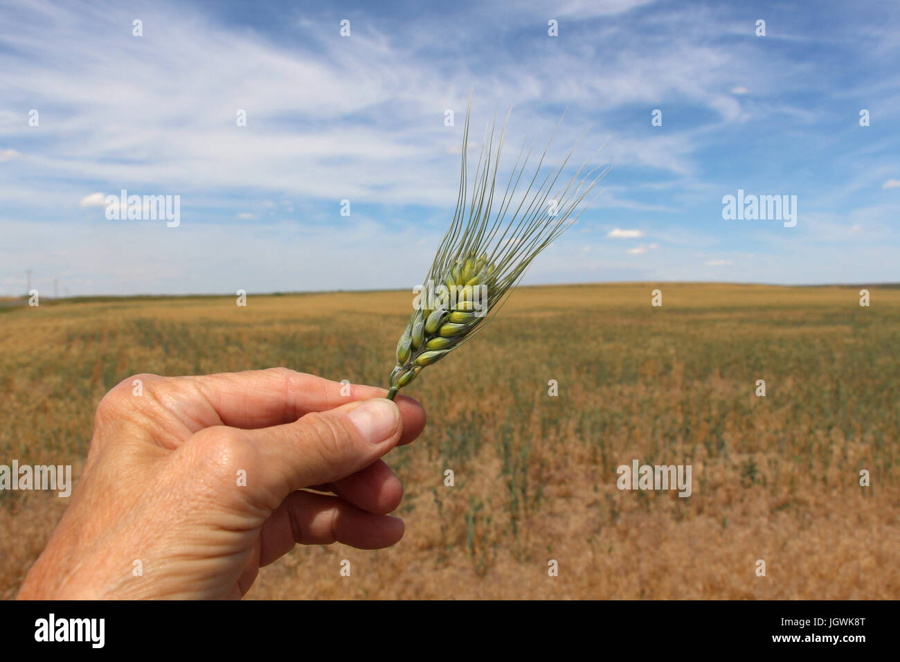 Hand wheat seeds hi-res stock photography and images - Alamy