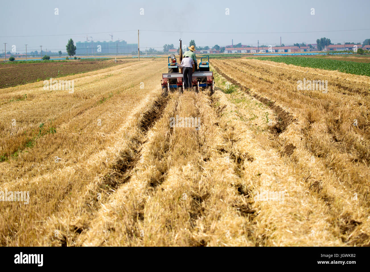 Non ripe wheat hi-res stock photography and images - Alamy