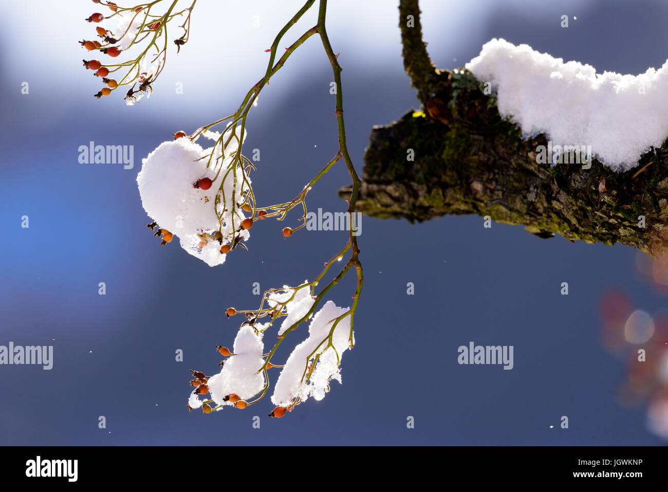 Winter outdoor color image of a rose tree and its red hips with snow ...