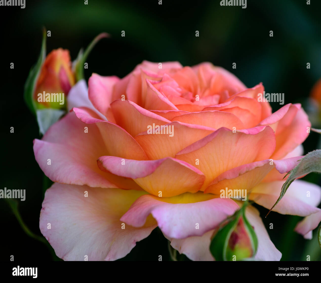 Outdoor color floral portrait of a blooming flowering apricot orange ...
