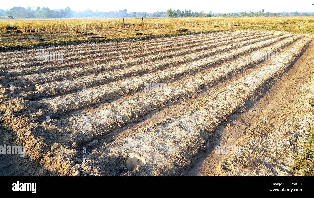Furrows row pattern of plowed agricultural fields prepared for planting ...