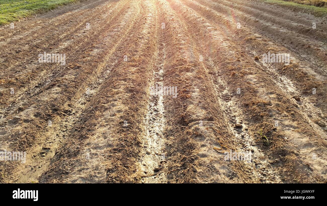 Furrows row pattern of plowed agricultural fields prepared for planting ...