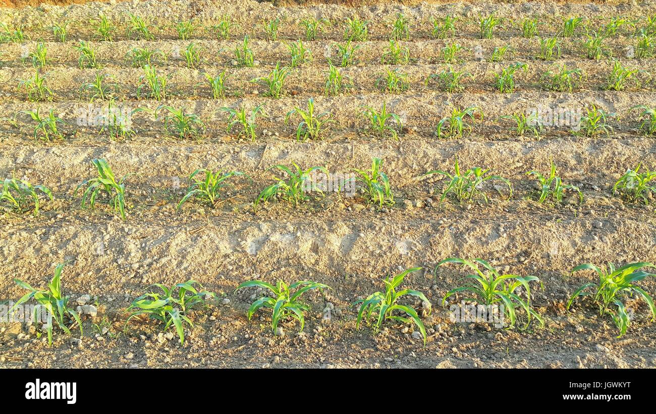 Agricultural field with rows of green young corn Stock Photo - Alamy