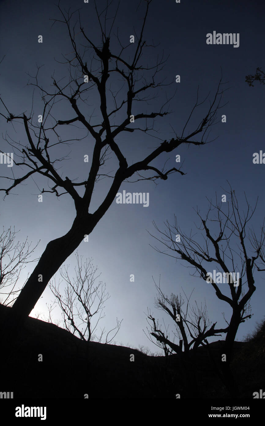 Tree silhouette back lit hi-res stock photography and images - Alamy