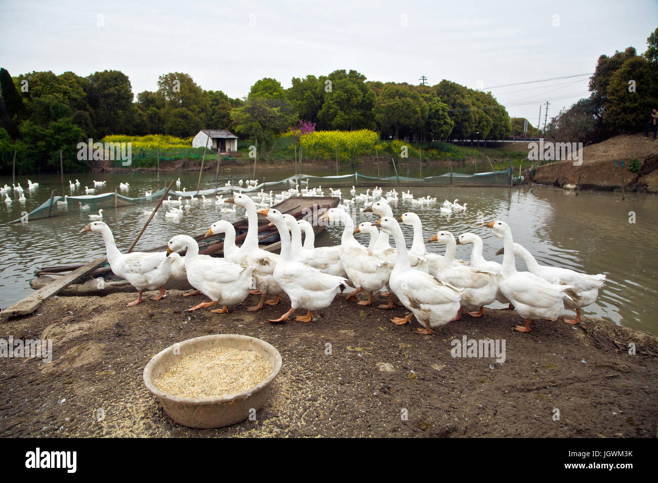 Herd of ducks hi-res stock photography and images - Alamy