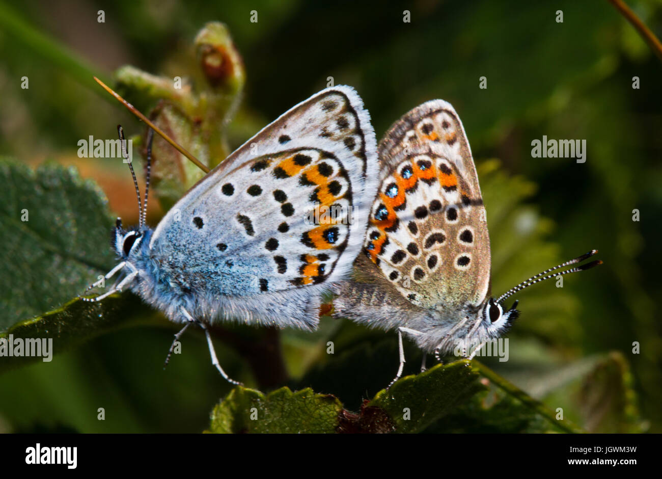 Two mating Silver-studded blue butterflies Stock Photo - Alamy