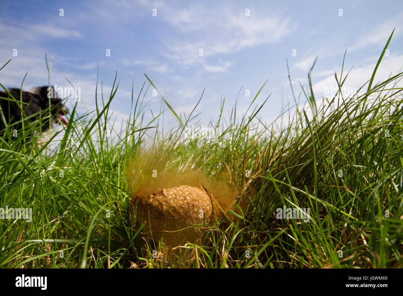 Puffball spores hi-res stock photography and images - Alamy