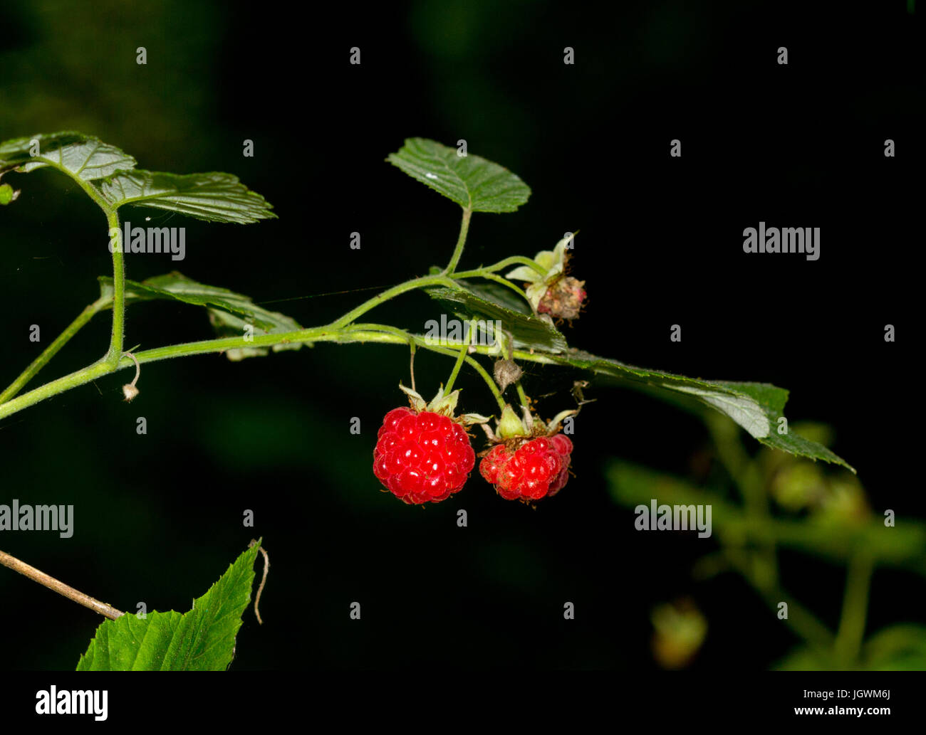 Edible forest fruit hi-res stock photography and images - Alamy