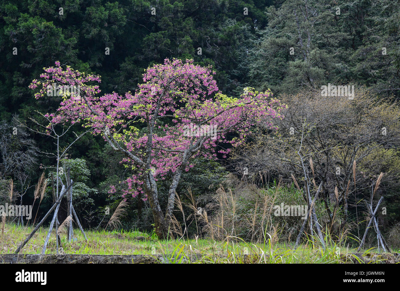 Cherry trees and flowers at forest with pine trees background Stock ...
