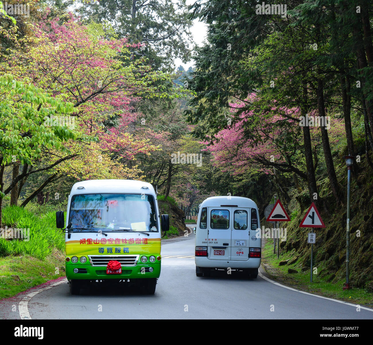 Chiayi, Taiwan - Mar 14, 2015. Tourist buses run on road at Alishan ...