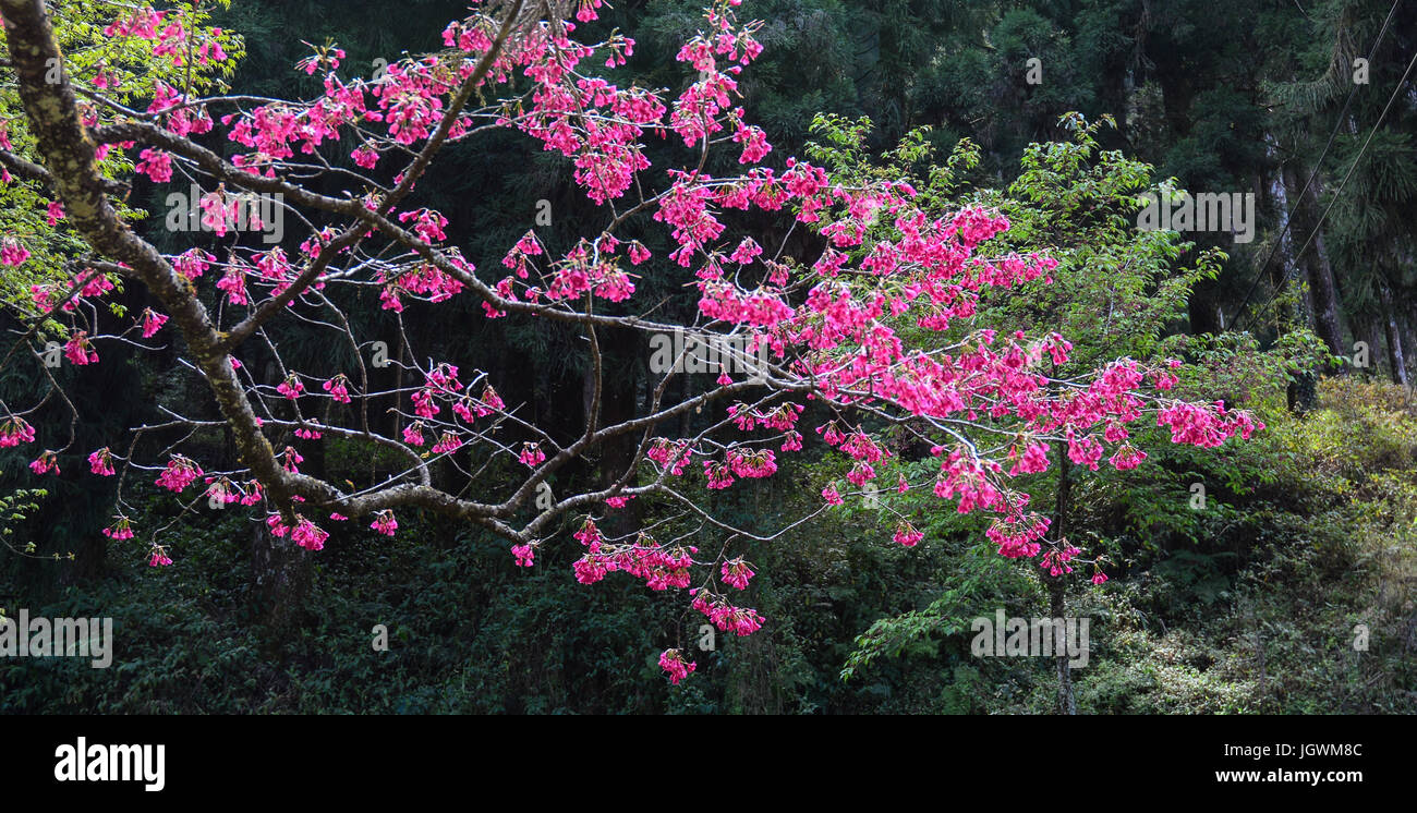 Cherry flowers with pine trees background at sunny day in spring time ...
