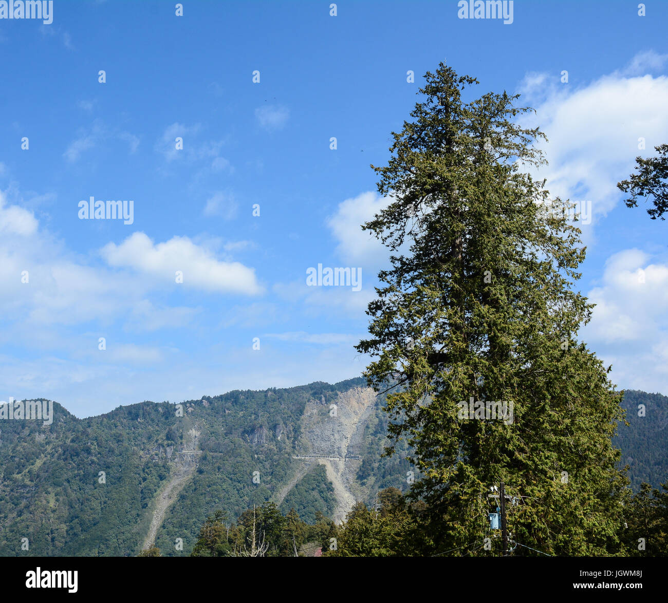 Pine tree with mountains background at sunny day. Close up Stock Photo ...