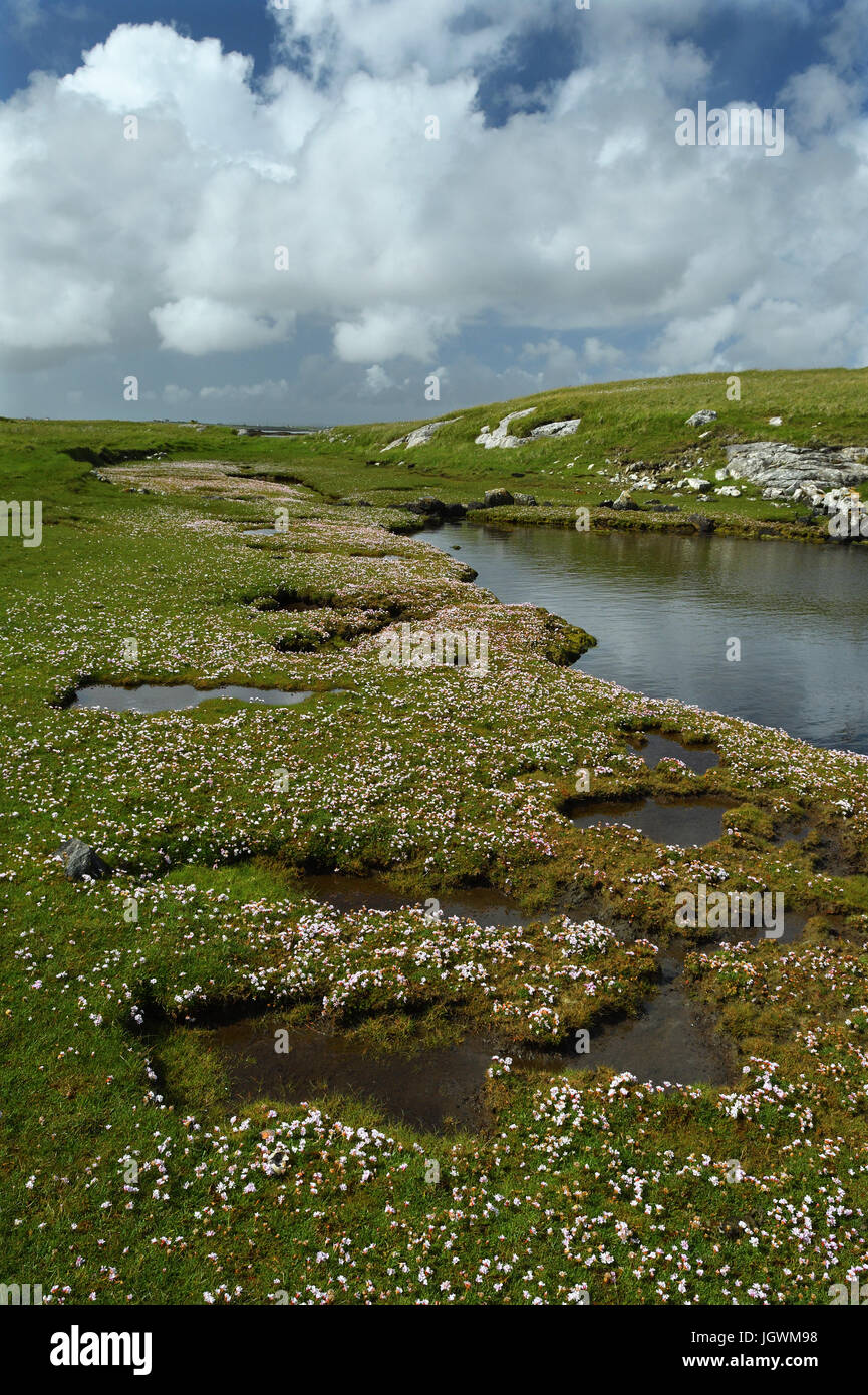 thrift;armeria maritima;sea pink;salt marsh;south uist;scotland Stock ...
