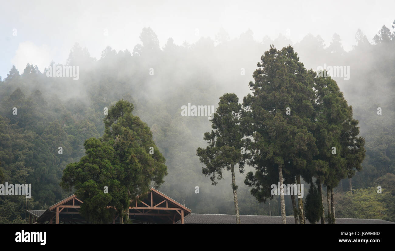 Pine trees at forest with wooden houses in spring time, Close up Stock ...