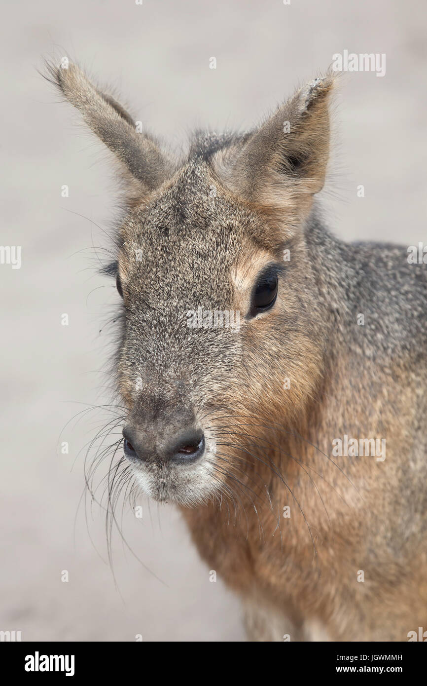 Patagonian mara (Dolichotis patagonum), also known as the Patagonian ...
