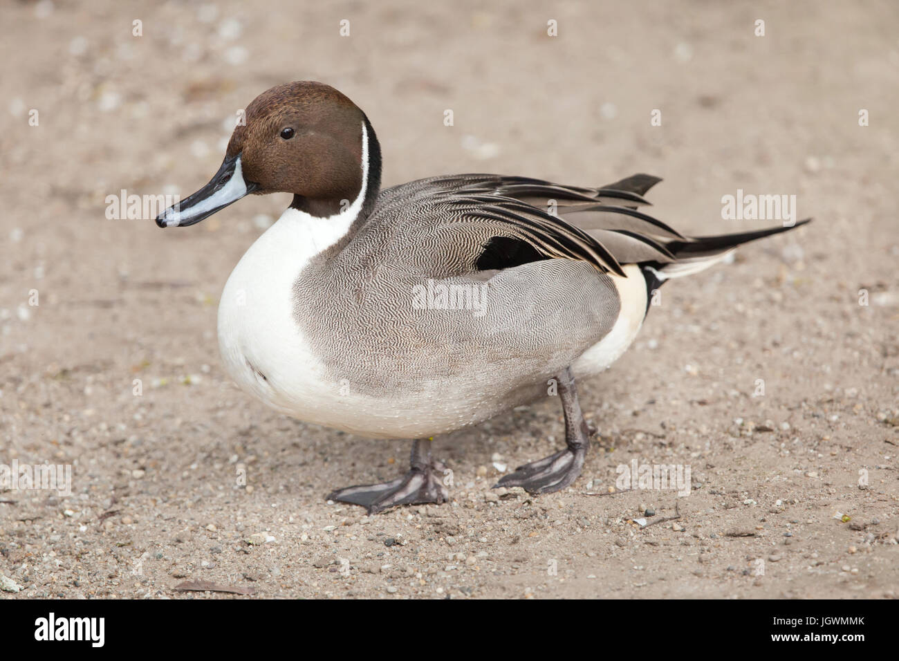 Northern pintail (Anas acuta). Wild life animal Stock Photo - Alamy