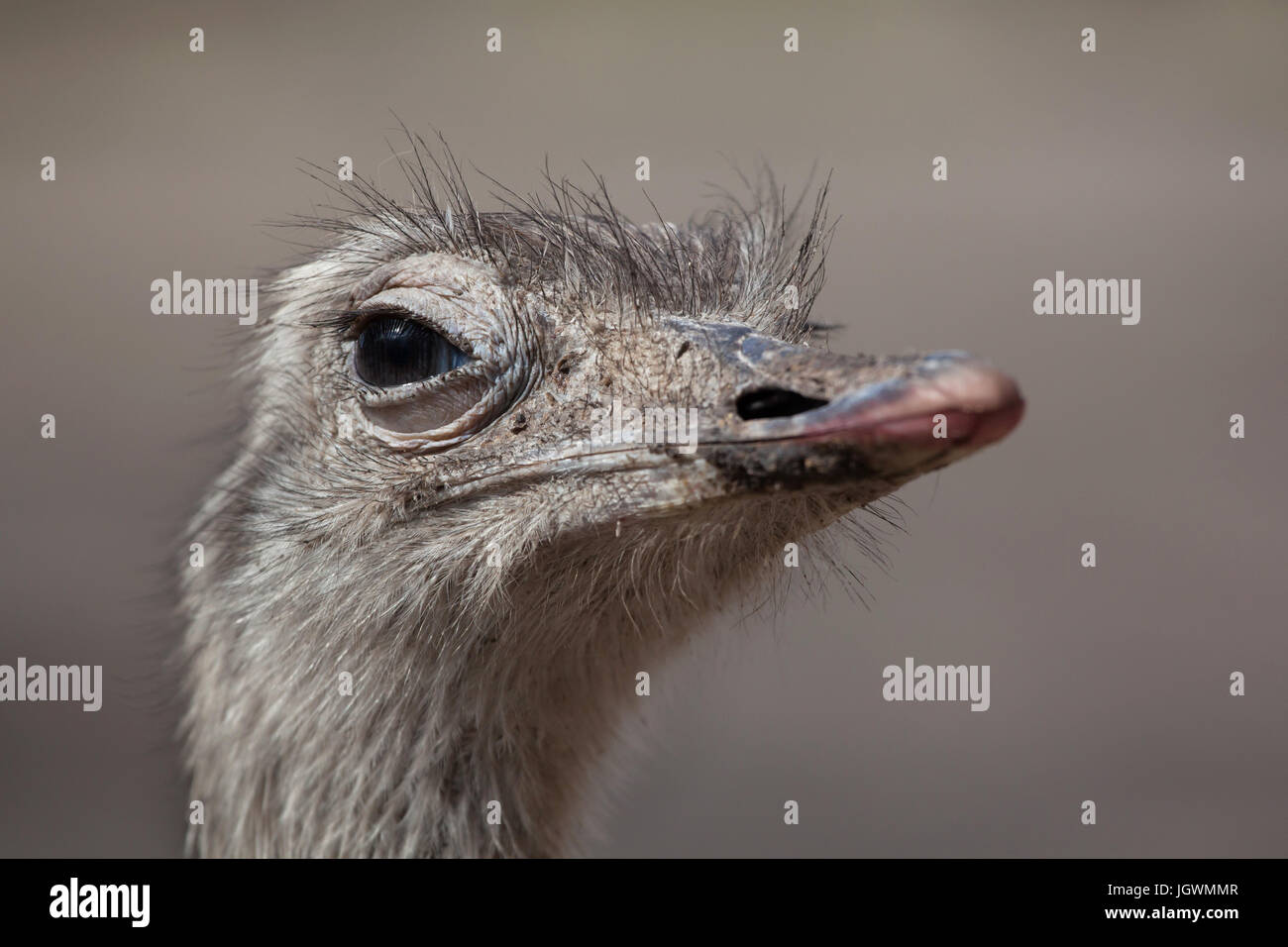 Greater rhea (Rhea americana), also known as the common rhea Stock ...