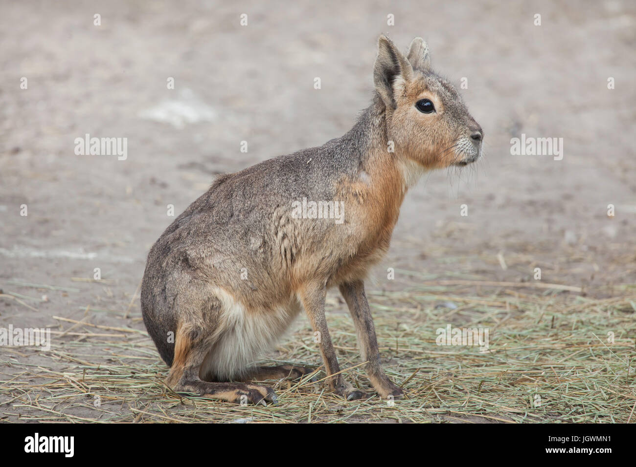 Maras animal hi-res stock photography and images - Alamy