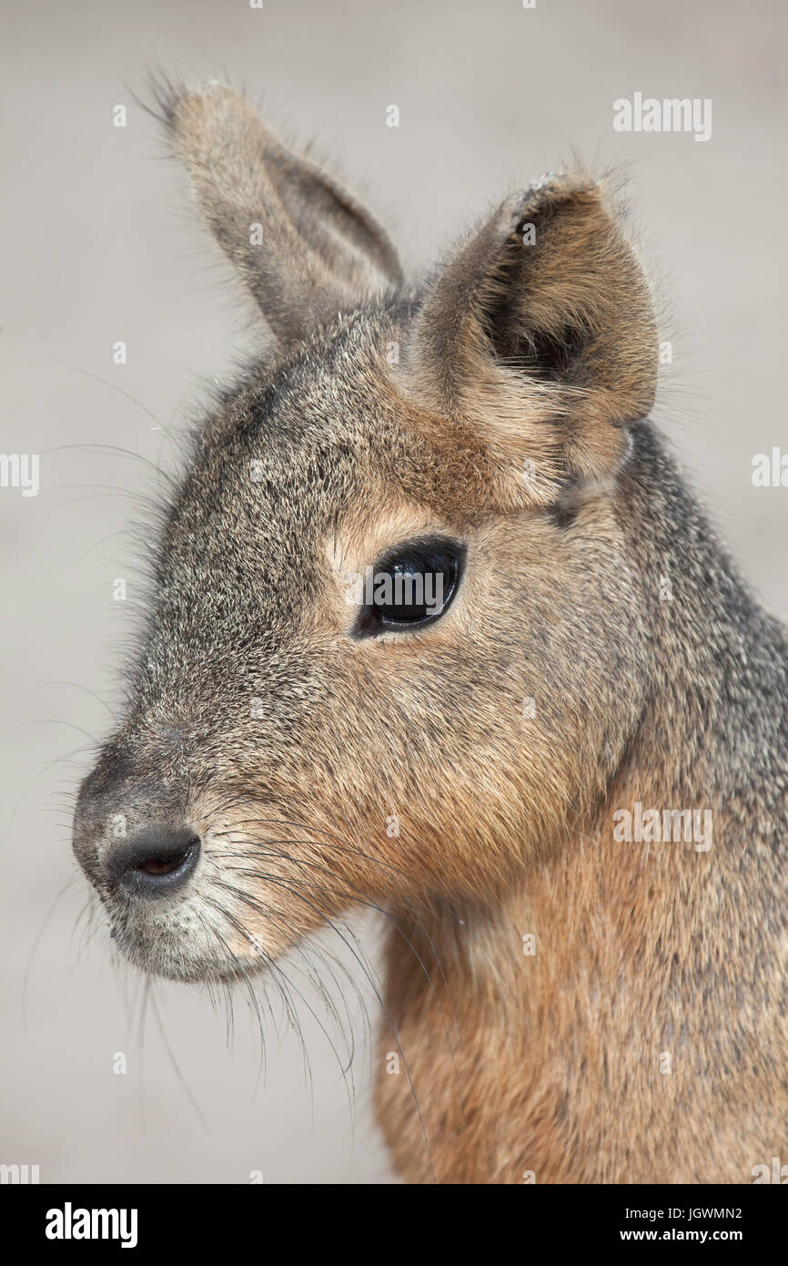 Maras Animal Stock Photos & Maras Animal Stock Images - Alamy