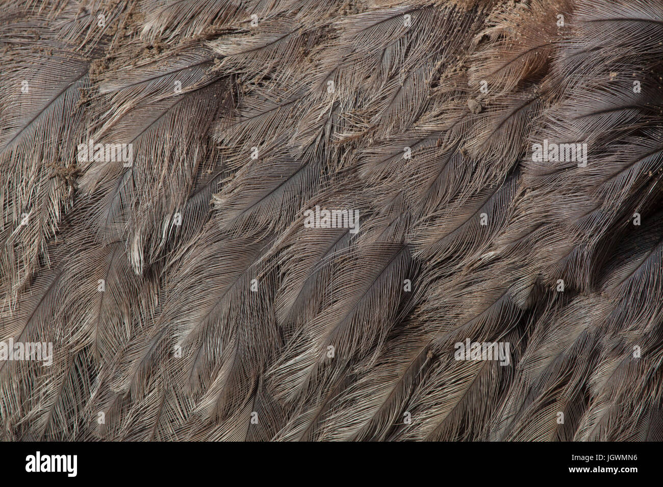 Greater rhea (Rhea americana), also known as the common rhea. Plumage ...