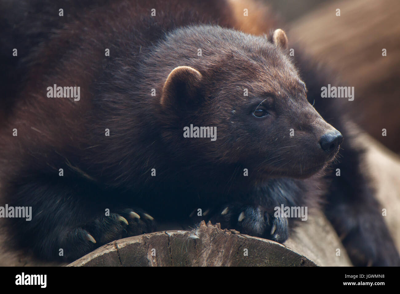 Wolverine glutton carcajou gulo gulo hi-res stock photography and ...